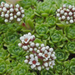 Crassula socialis (Ivory Towers) - World of Flowering Plants
