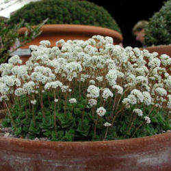 Crassula socialis (Ivory Towers) - World of Flowering Plants