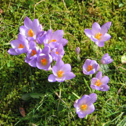Crocus etruscus (Tuscan Crocus) - World of Flowering Plants