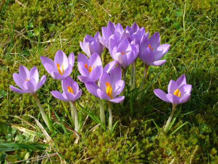 Crocus etruscus (Tuscan Crocus) - World of Flowering Plants