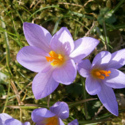 Crocus etruscus (Tuscan Crocus) - World of Flowering Plants