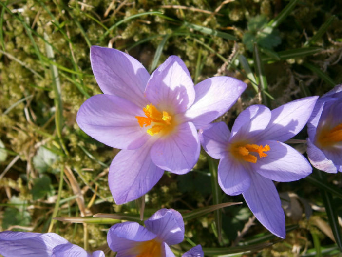 Crocus etruscus (Tuscan Crocus) - World of Flowering Plants