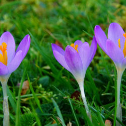 Crocus etruscus (Tuscan Crocus) - World of Flowering Plants