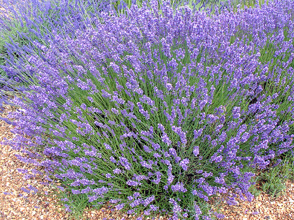 Lavandula Angustifolia English Lavender World Of Flowering Plants Lavandula Angustifolia English Lavender World Of Flowering Plants