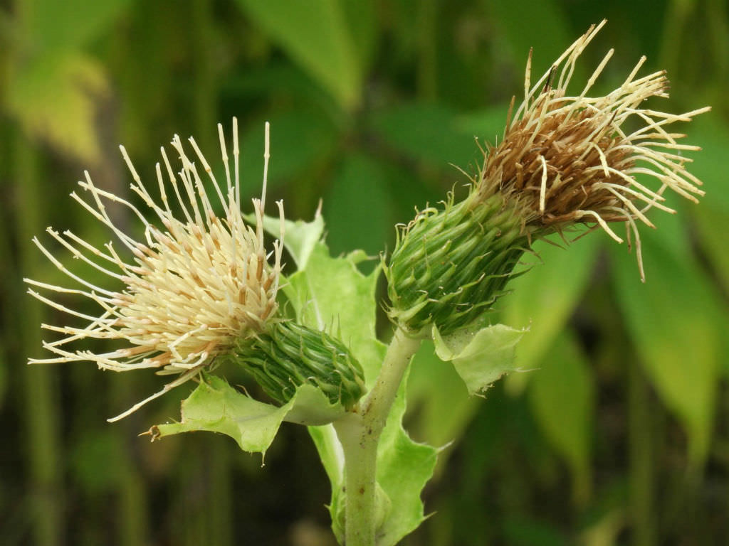 Cirsium oleraceum (Cabbage Thistle) - World of Flowering Plants