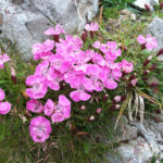 Dianthus alpinus (Alpine Pink) - World of Flowering Plants