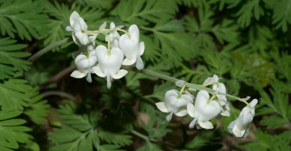 Dicentra canadensis (Squirrel Corn) - World of Flowering Plants