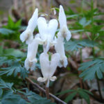 Dicentra canadensis (Squirrel Corn) - World of Flowering Plants