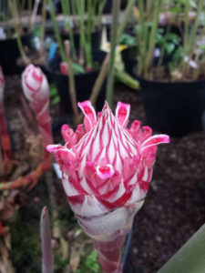 Etlingera maingayi (Malay Rose) - World of Flowering Plants