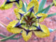 Ferraria divaricata | World of Flowering Plants