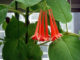 Fuchsia fulgens (Brilliant Fuchsia) - World of Flowering Plants