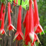 Fuchsia fulgens (Brilliant Fuchsia) - World of Flowering Plants