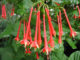 Fuchsia fulgens (Brilliant Fuchsia) - World of Flowering Plants