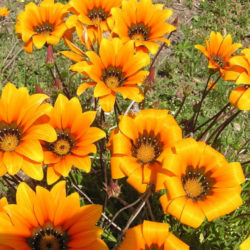 Gazania krebsiana (Terracotta Gazania) - World of Flowering Plants