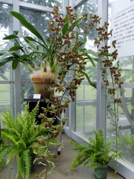 Grammatophyllum martae (Marta's Gramamatophyllum) - World of Flowering ...