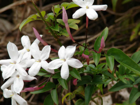 How to Grow and Care for Jasmine Plants - World of Flowering Plants