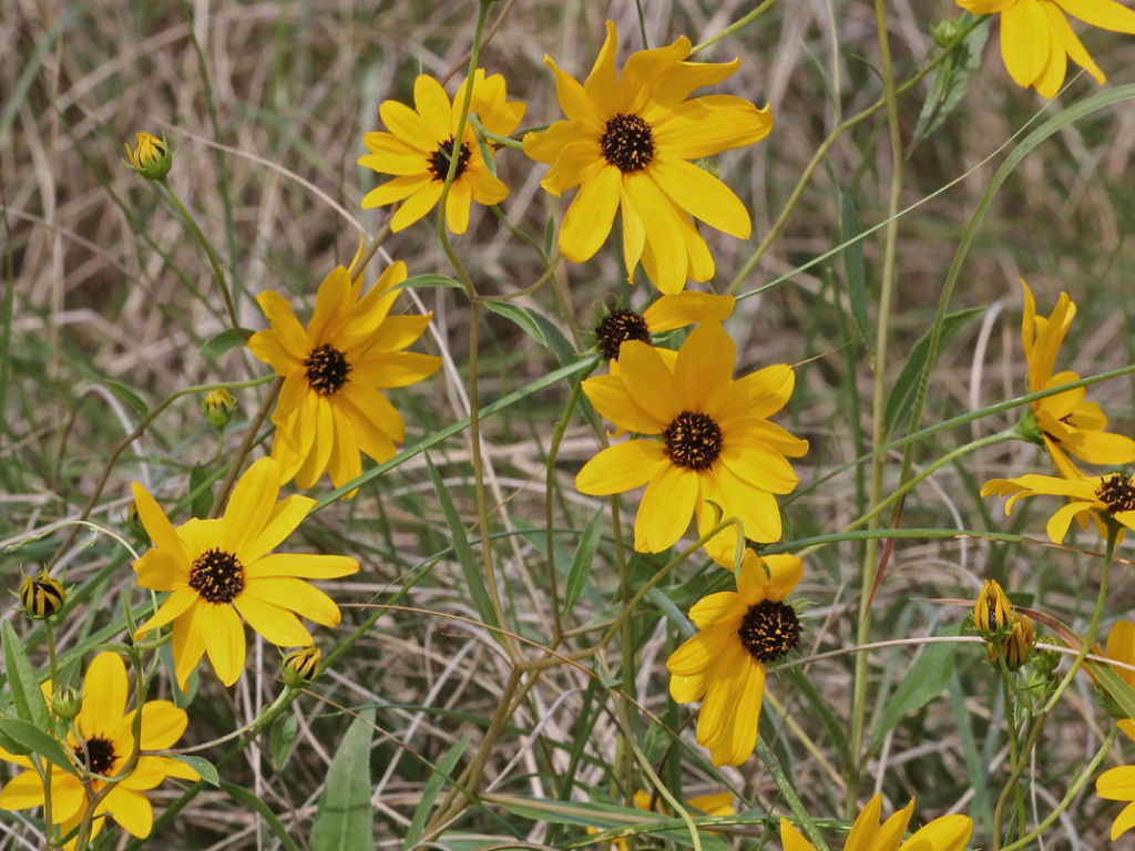 Helianthus agrestis (Southeastern Sunflower) - World of Flowering Plants