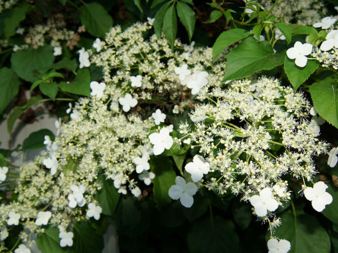 Hydrangea anomala subsp. petiolaris (Climbing Hydrangea) - World of ...