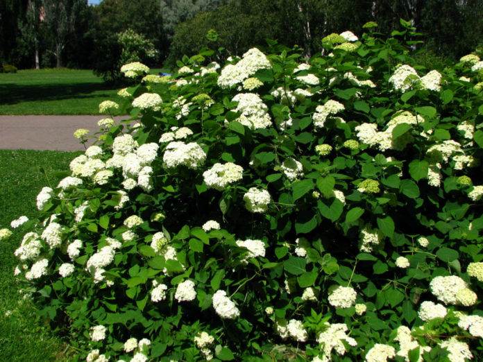Hydrangea arborescens (Smooth Hydrangea) - World of Flowering Plants