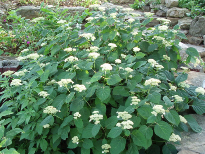 Hydrangea arborescens (Smooth Hydrangea) - World of Flowering Plants