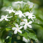 Jasminum officinale (Common Jasmine) - World of Flowering Plants