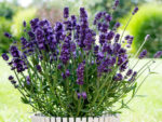 How to Grow and Care for Lavender - World of Flowering Plants