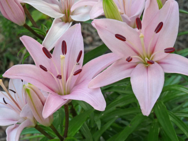 Lilium 'Tiny Athlete' (Dwarf Asiatic Lily) - World of Flowering Plants