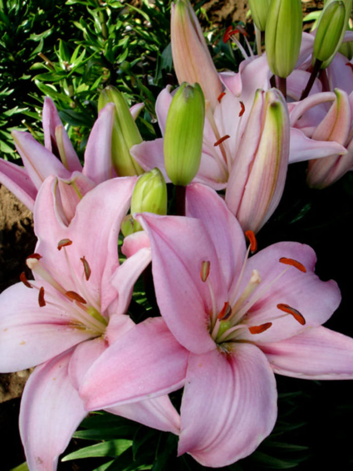 Lilium 'Tiny Athlete' (Dwarf Asiatic Lily) - World of Flowering Plants