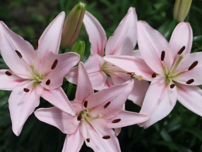 Lilium 'Tiny Athlete' (Dwarf Asiatic Lily) - World of Flowering Plants