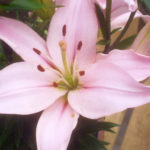 Lilium 'Tiny Athlete' (Dwarf Asiatic Lily) - World of Flowering Plants