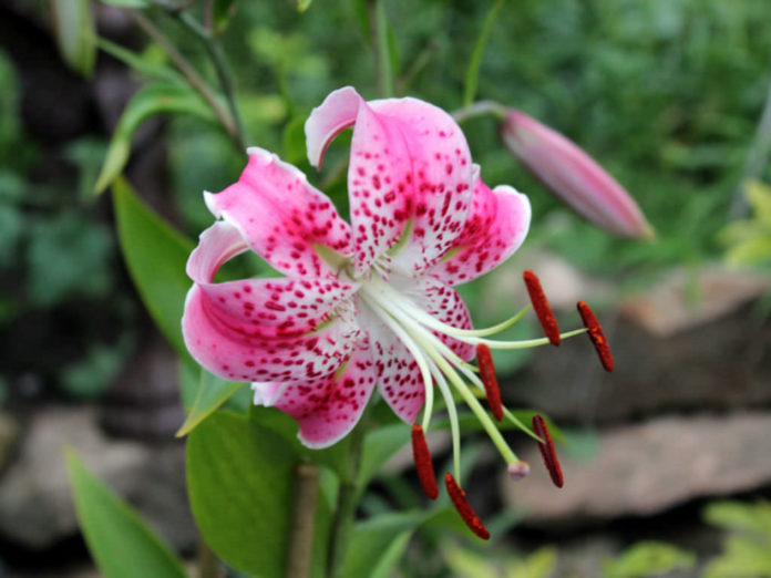 Lilium speciosum var. rubrum (Japanese Lily) - World of Flowering Plants