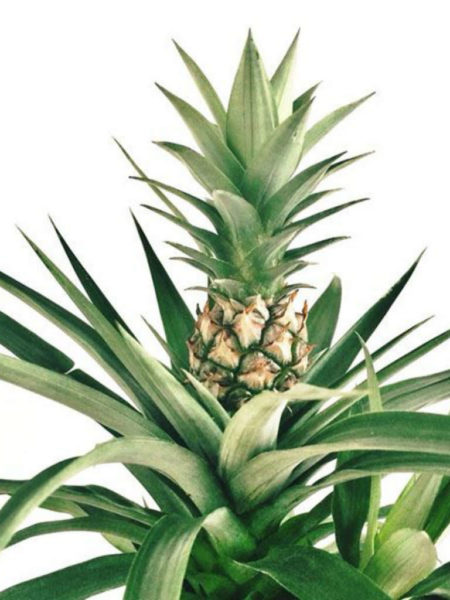 Ananas comosus 'Champaca' (Ornamental Pineapple) - World of Flowering ...
