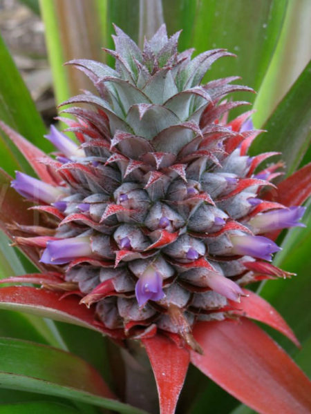 Ananas comosus (Pineapple) - World of Flowering Plants