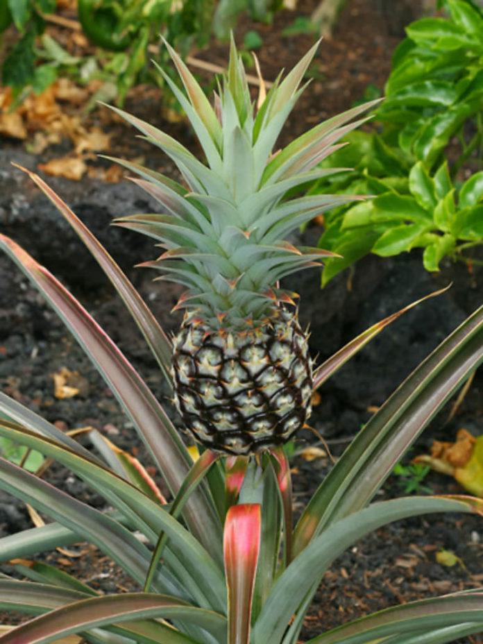 Ananas comosus (Pineapple) - World of Flowering Plants