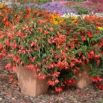 Begonia boliviensis - World of Flowering Plants