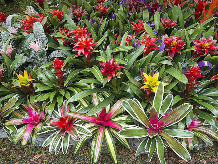 How to Grow and Care for Bromeliads - World of Flowering Plants