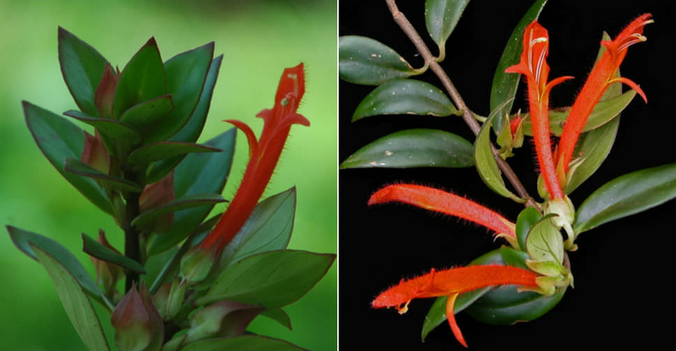 Columnea billbergiana - World of Flowering Plants