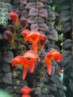 Columnea gloriosa (Goldfish Plant) - World of Flowering Plants
