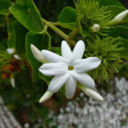 Jasminum multiflorum (Star Jasmine) - World of Flowering Plants