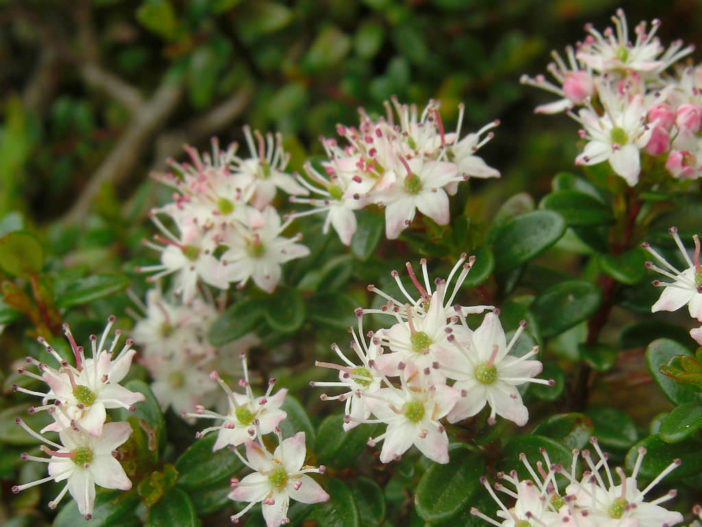 Kalmia buxifolia (Sand Myrtle) - World of Flowering Plants