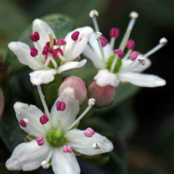 Kalmia buxifolia (Sand Myrtle) - World of Flowering Plants