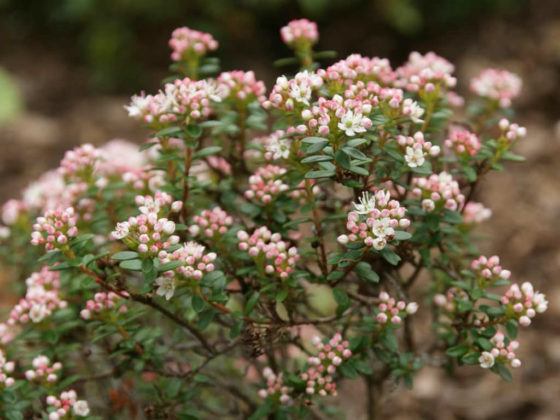 Kalmia buxifolia (Sand Myrtle) - World of Flowering Plants