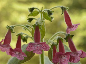 Kohleria 'Sunshine' - World of Flowering Plants