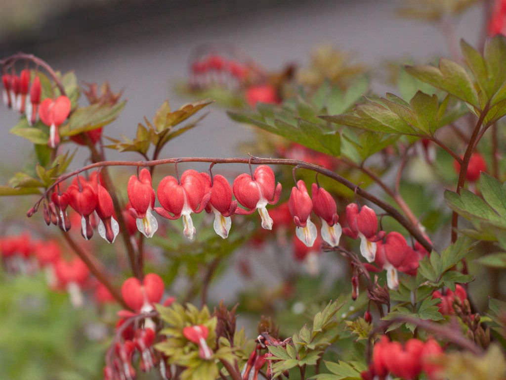 Lamprocapnos spectabilis 'Valentine' - World of Flowering Plants