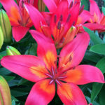 Lilium 'Matrix' (Matrix Asiatic Lily) - World of Flowering Plants