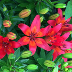 Lilium 'Matrix' (Matrix Asiatic Lily) - World of Flowering Plants