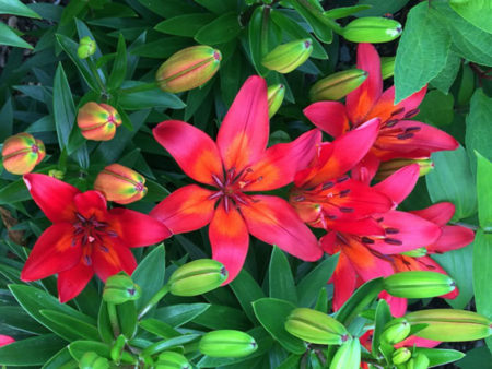 Lilium 'Matrix' (Matrix Asiatic Lily) - World of Flowering Plants