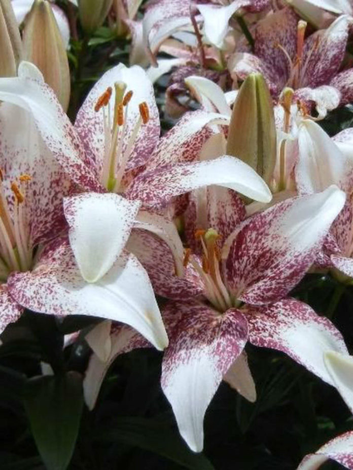 Lilium 'Tango Passion Crossover' - World of Flowering Plants