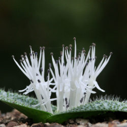 Massonia pygmaea - World of Flowering Plants