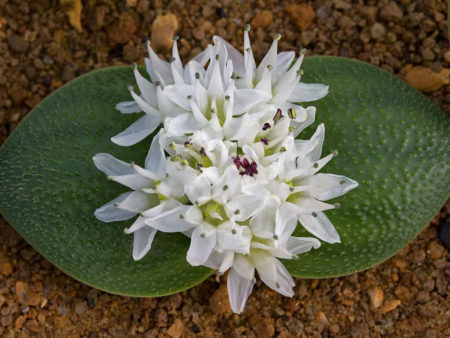 How to Grow and Care for Massonia - World of Flowering Plants